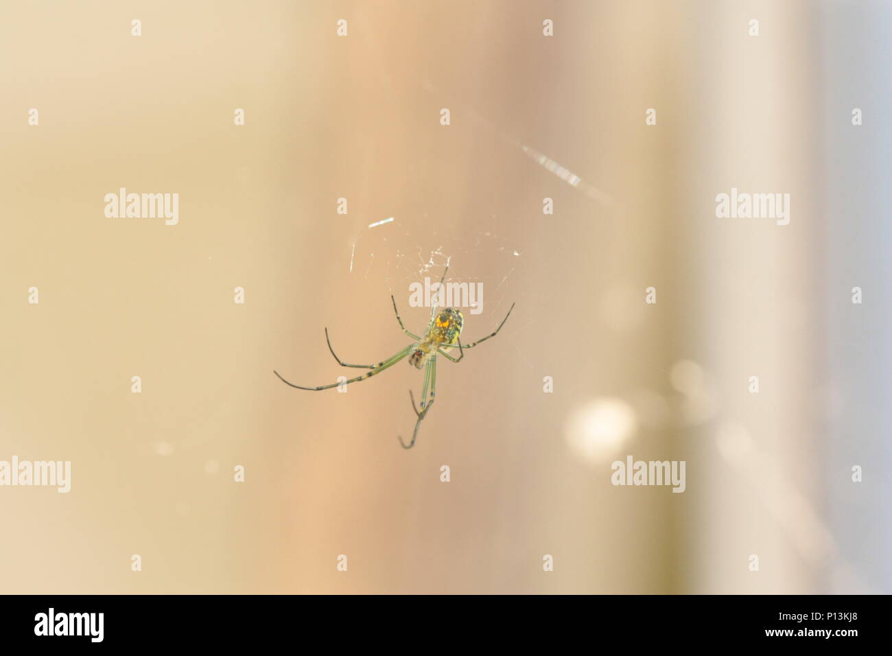 A Spider Hanging Around Waiting for some action Stock Photo - Alamy