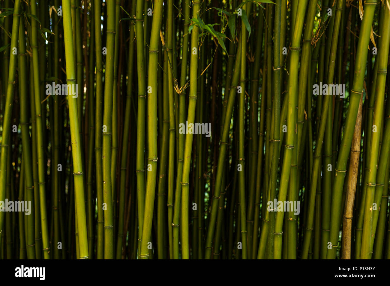 Fresh bamboo background dark tone horizontal image Stock Photo - Alamy