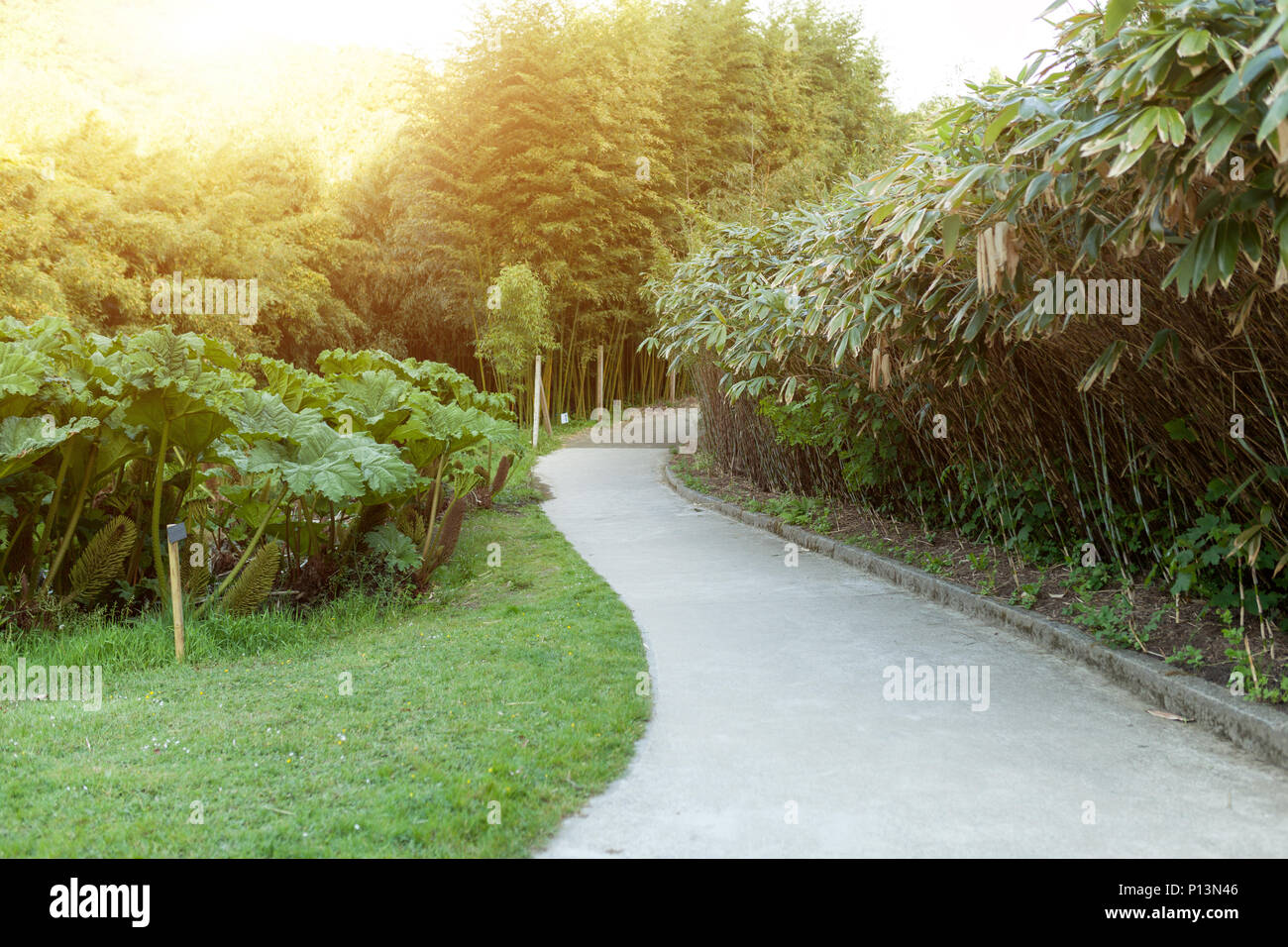 Beautiful Alley In Park. Garden Landscaping Design Concept Stock Photo ...