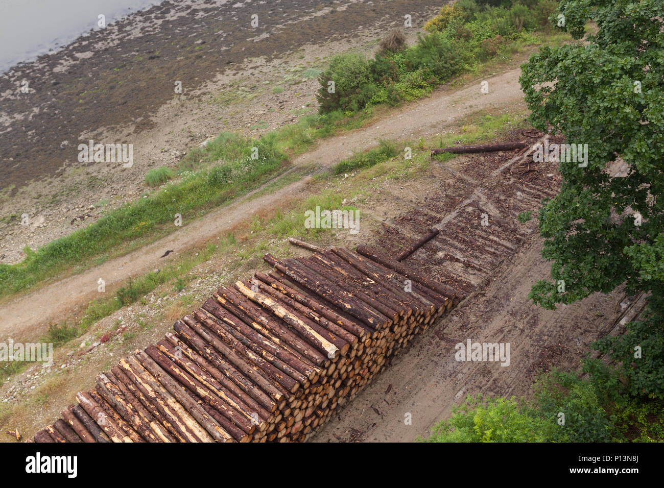 Wooden logs of pine woods in the forest, stacked in a pile. Freshly ...