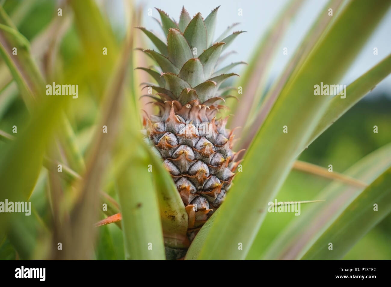 Pineapple harvest hi-res stock photography and images - Alamy