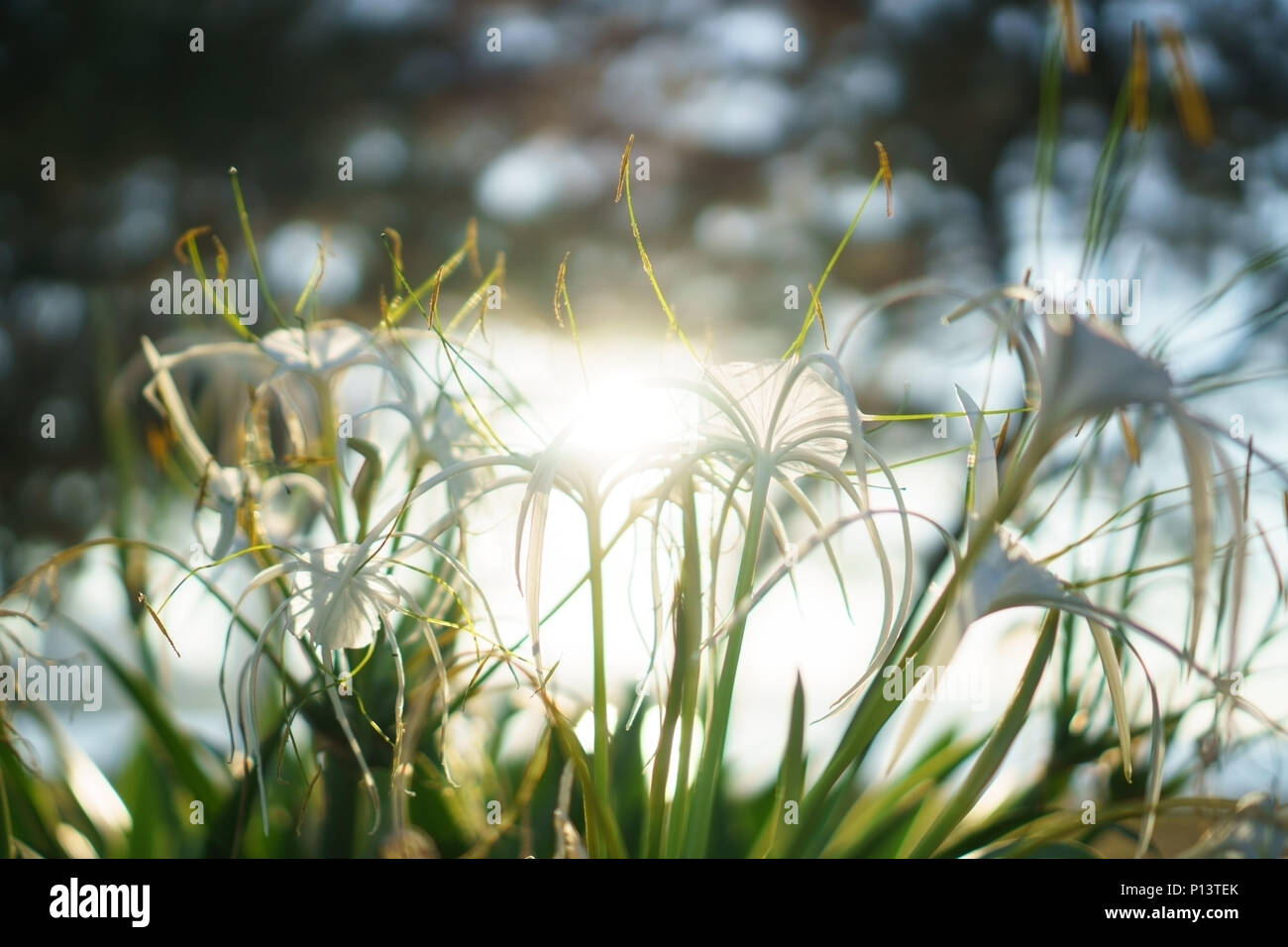 White beach spider lily. Flower close up with sun rays. Hymenocallis ...