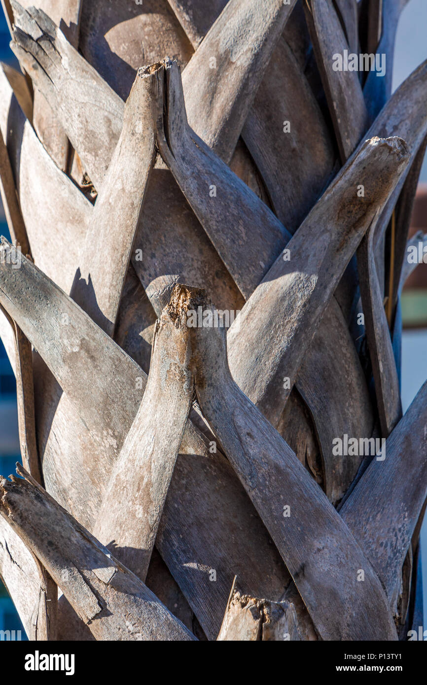 Close up pine fronds hi-res stock photography and images - Alamy