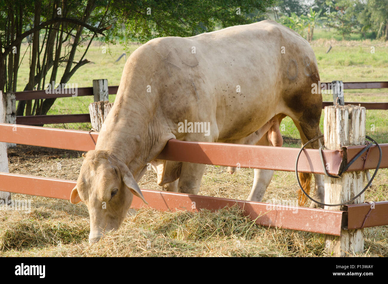 Cows Lined Up High Resolution Stock Photography and Images - Alamy