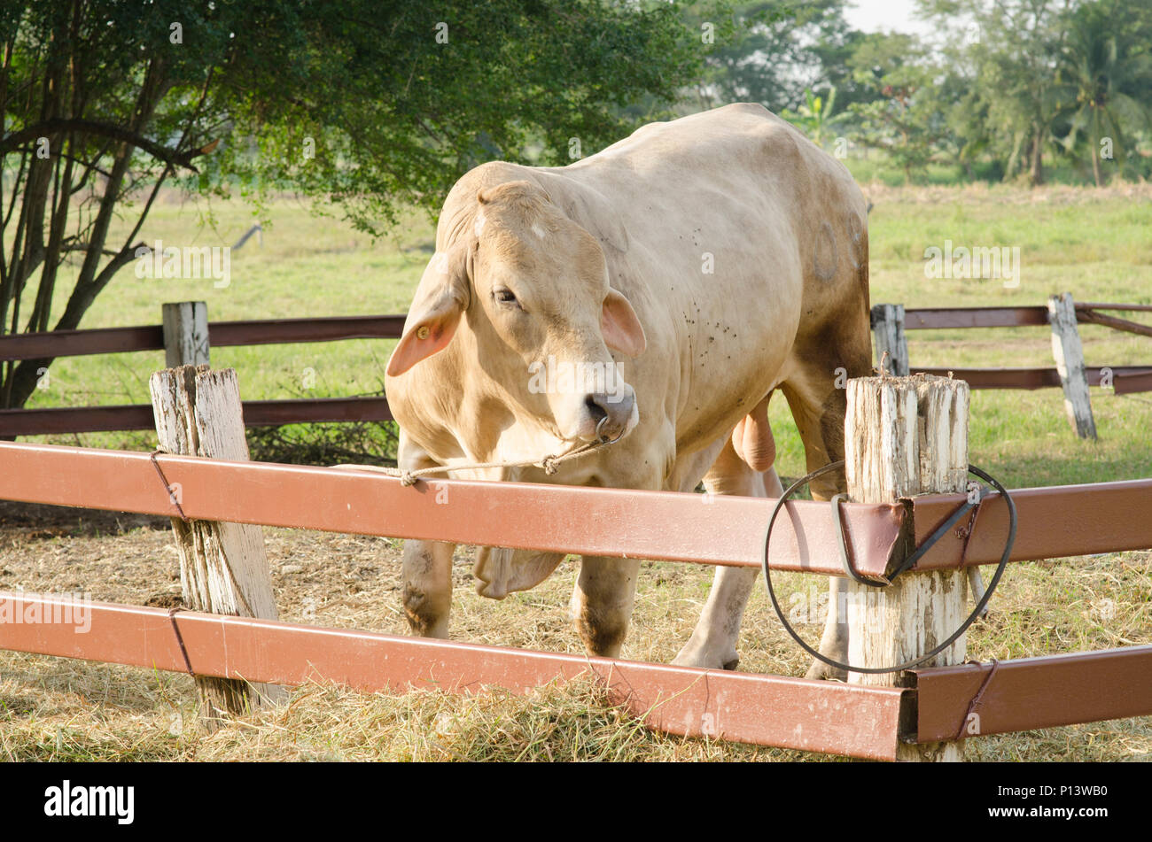 Cow in the field Stock Photo - Alamy