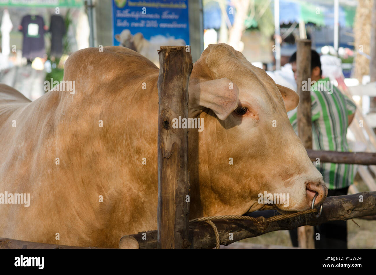 Large cattle in farms Stock Photo - Alamy