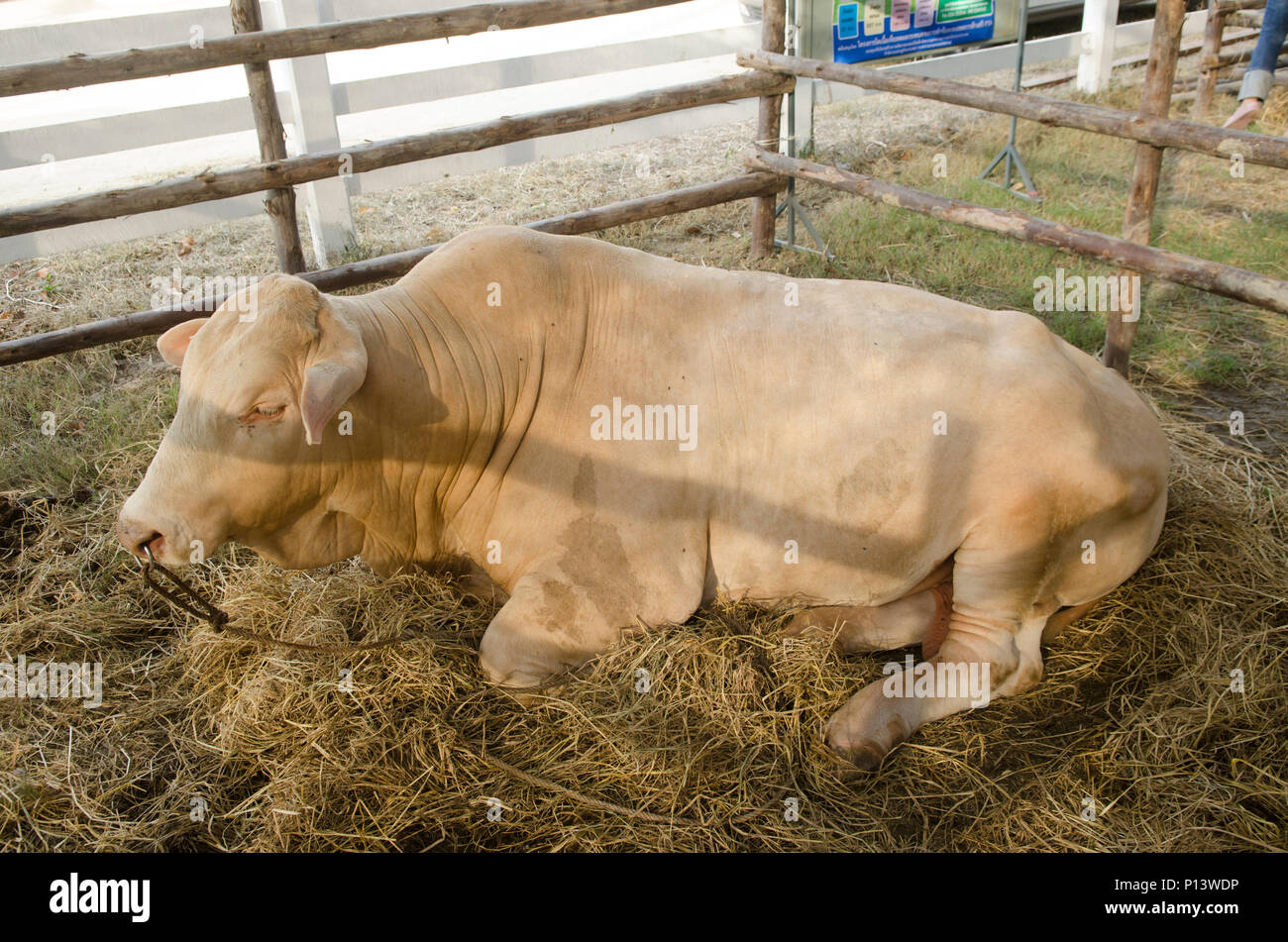 cows at barn stall in farm Stock Photo - Alamy