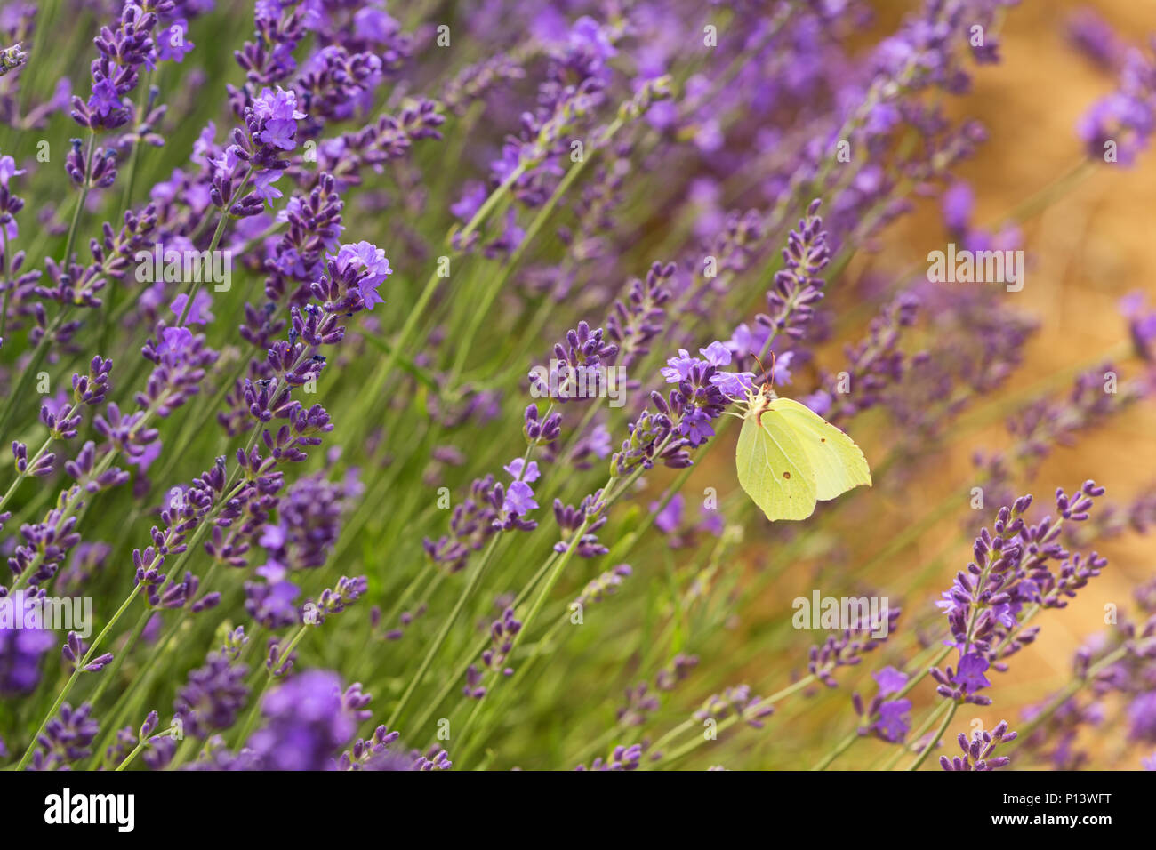 butterfly on lavender flowers Stock Photo - Alamy