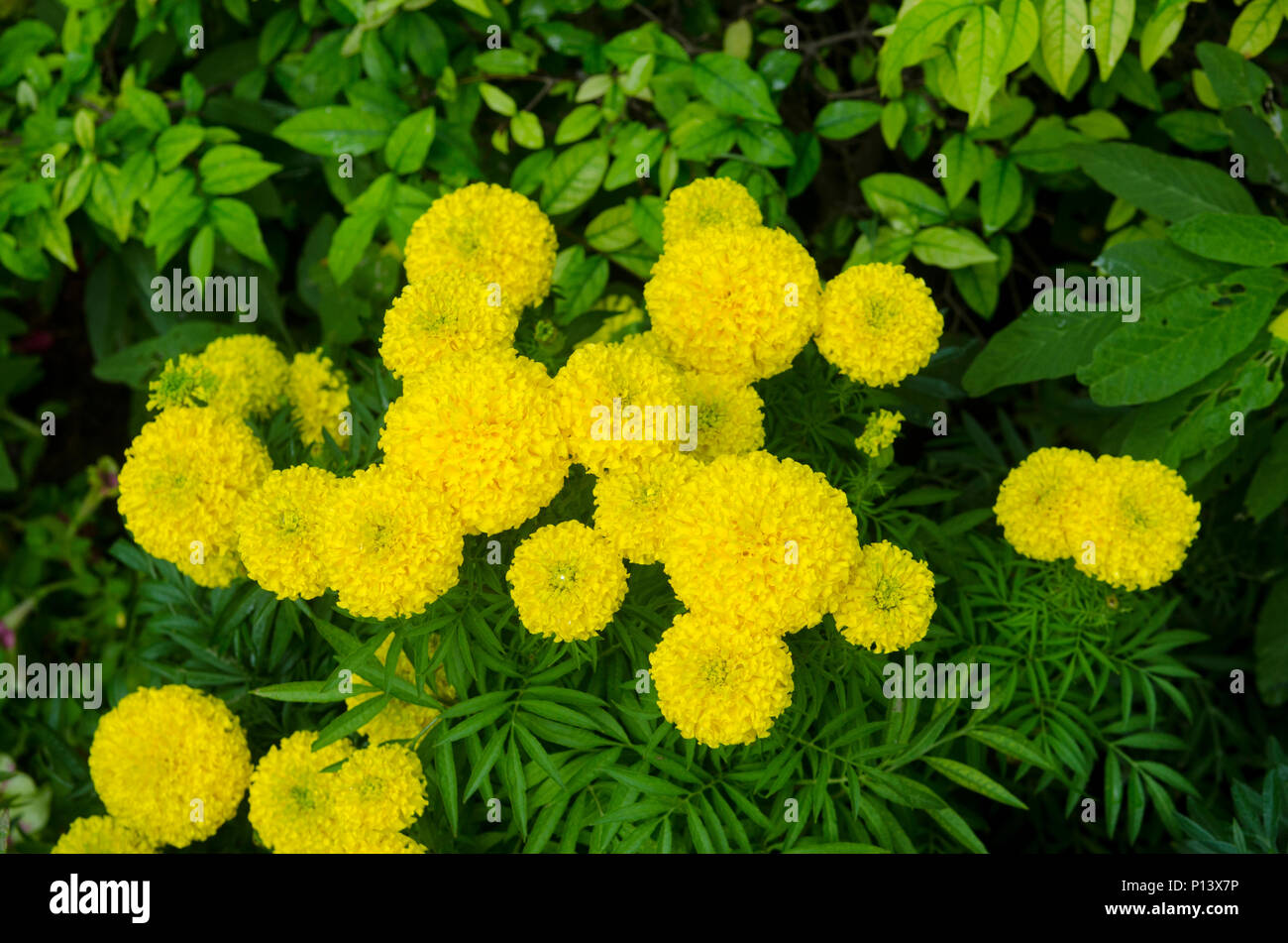 Beautiful colorful flowers in the garden Stock Photo - Alamy