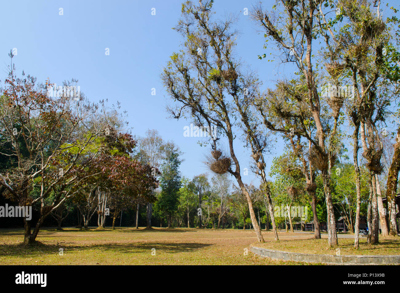 Tree at farm and field for agriculture background Stock Photo - Alamy