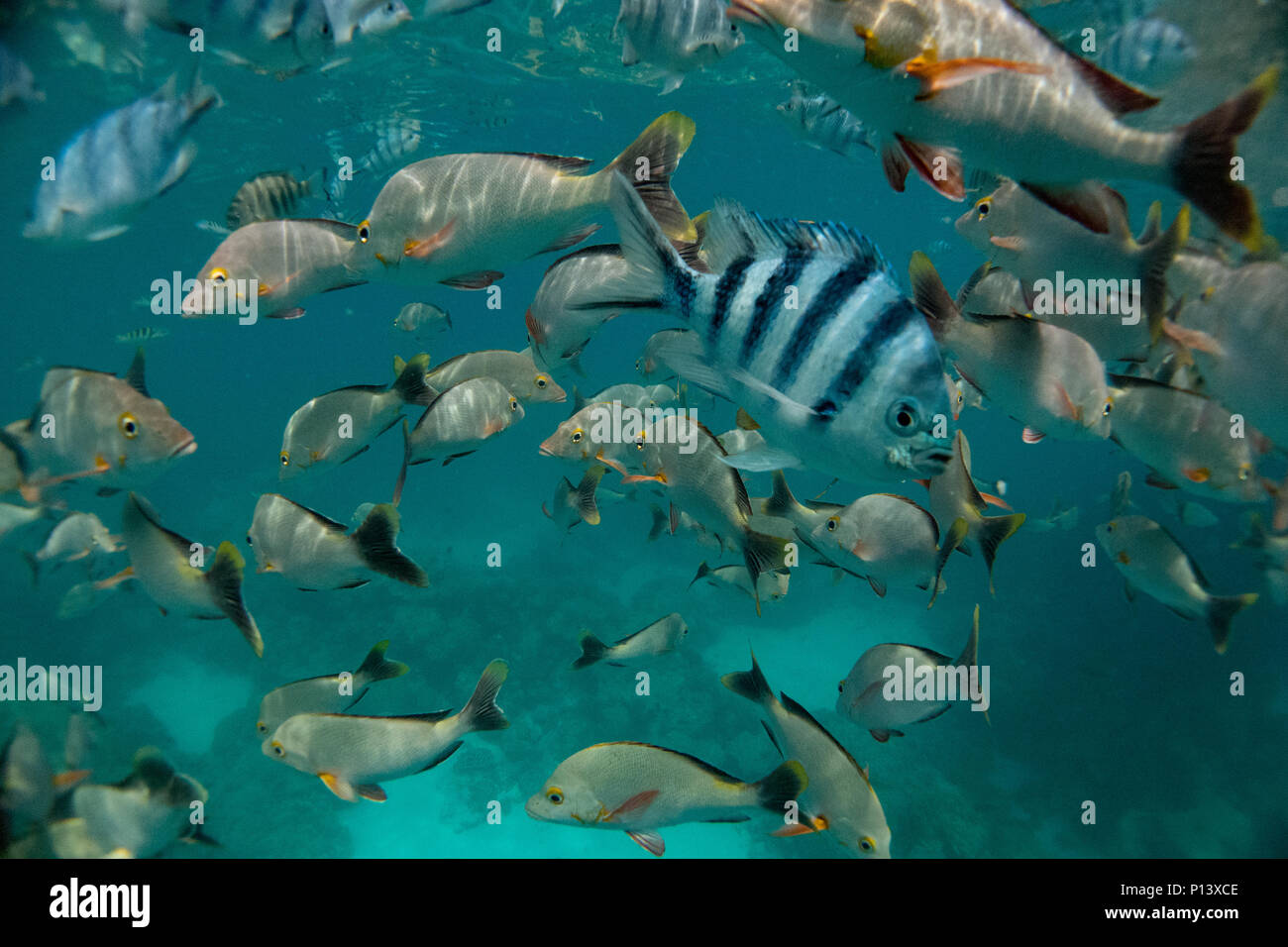Snorkelers enjoying the incredible fish at the "aquarium" at Rangiroa ...