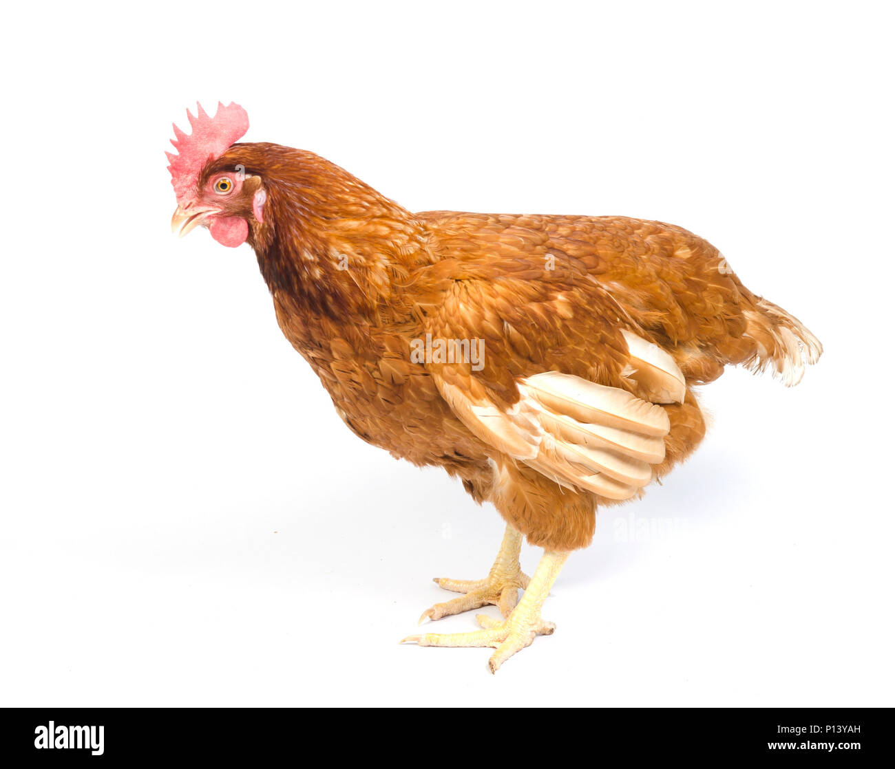 Brown red hen isolated on white Stock Photo - Alamy
