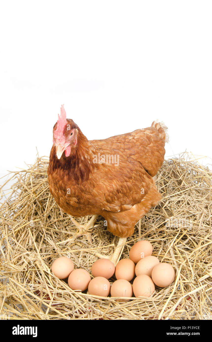 Brown red hen isolated on white Stock Photo - Alamy