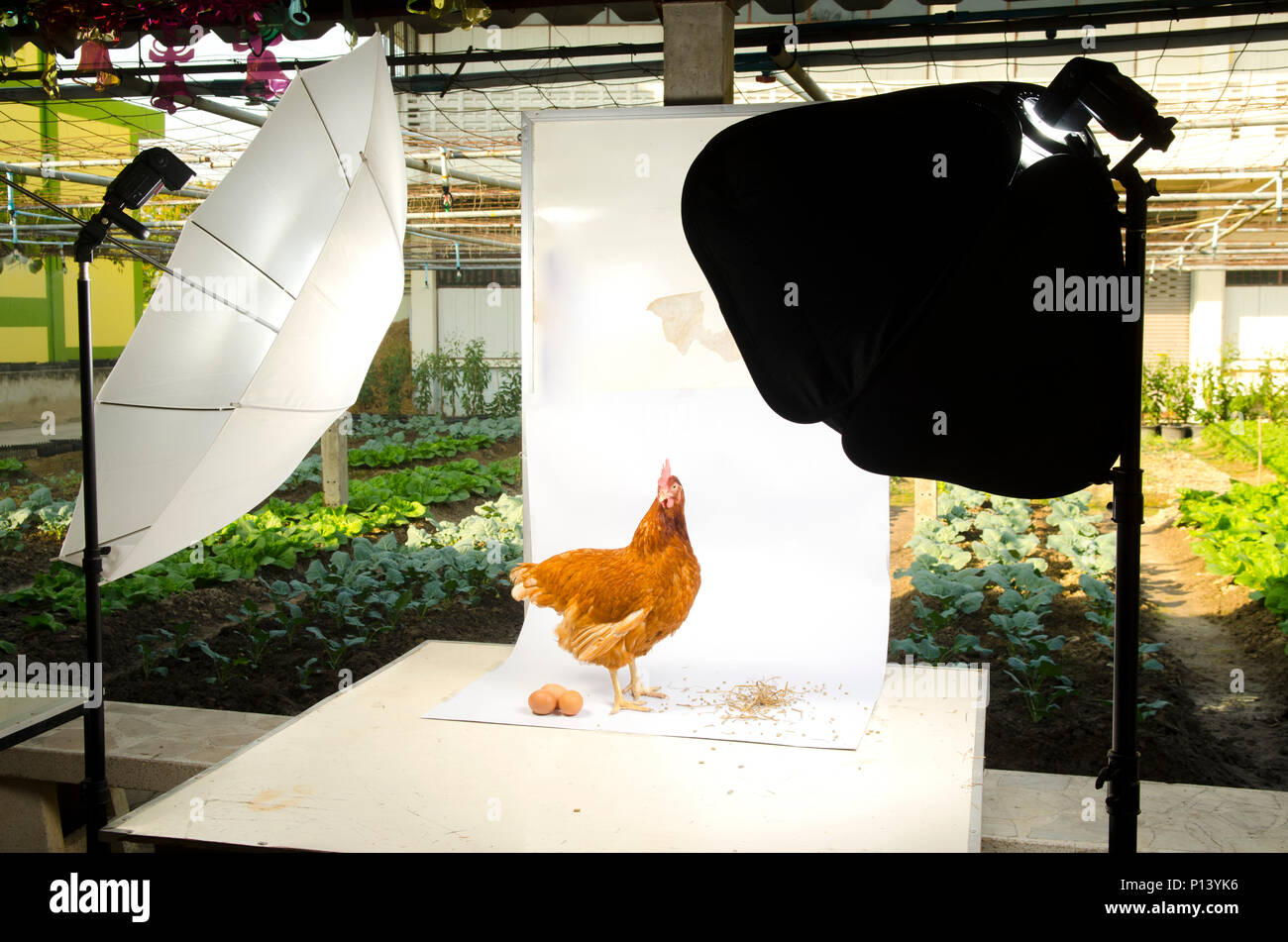 Chicken in Photo studio setup with lighting equipment Stock Photo - Alamy