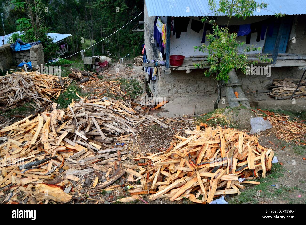 Firewood in SALALA " Las Huaringas " - HUANCABAMBA.. Department of ...