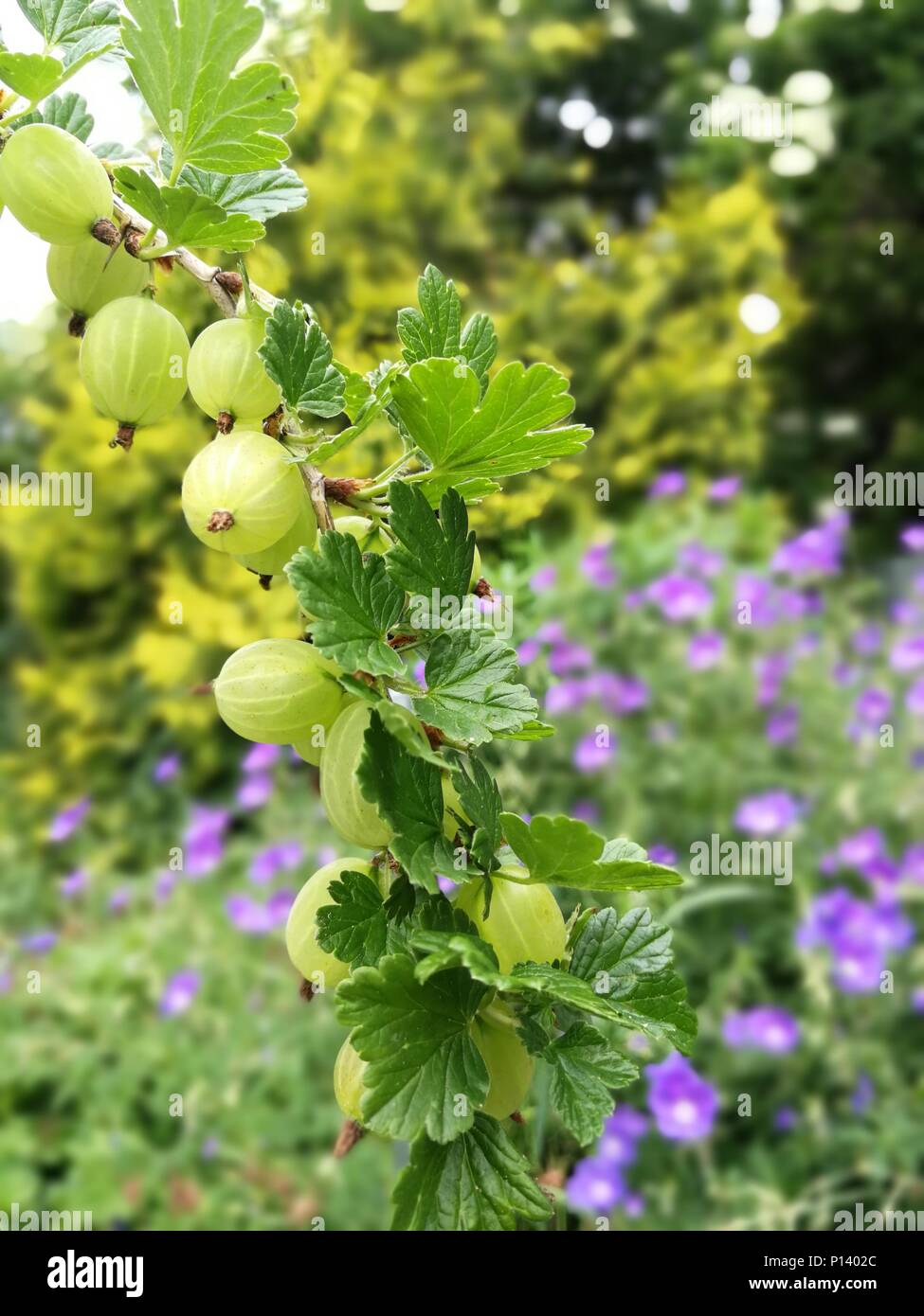 A branch of a gooseberry shrub is growing in a sunny garden scene Stock ...