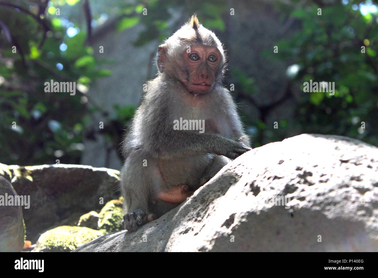 Monkey at the Sacred Monkey Forest Sanctuary in Ubud, Bali, Indonesia ...