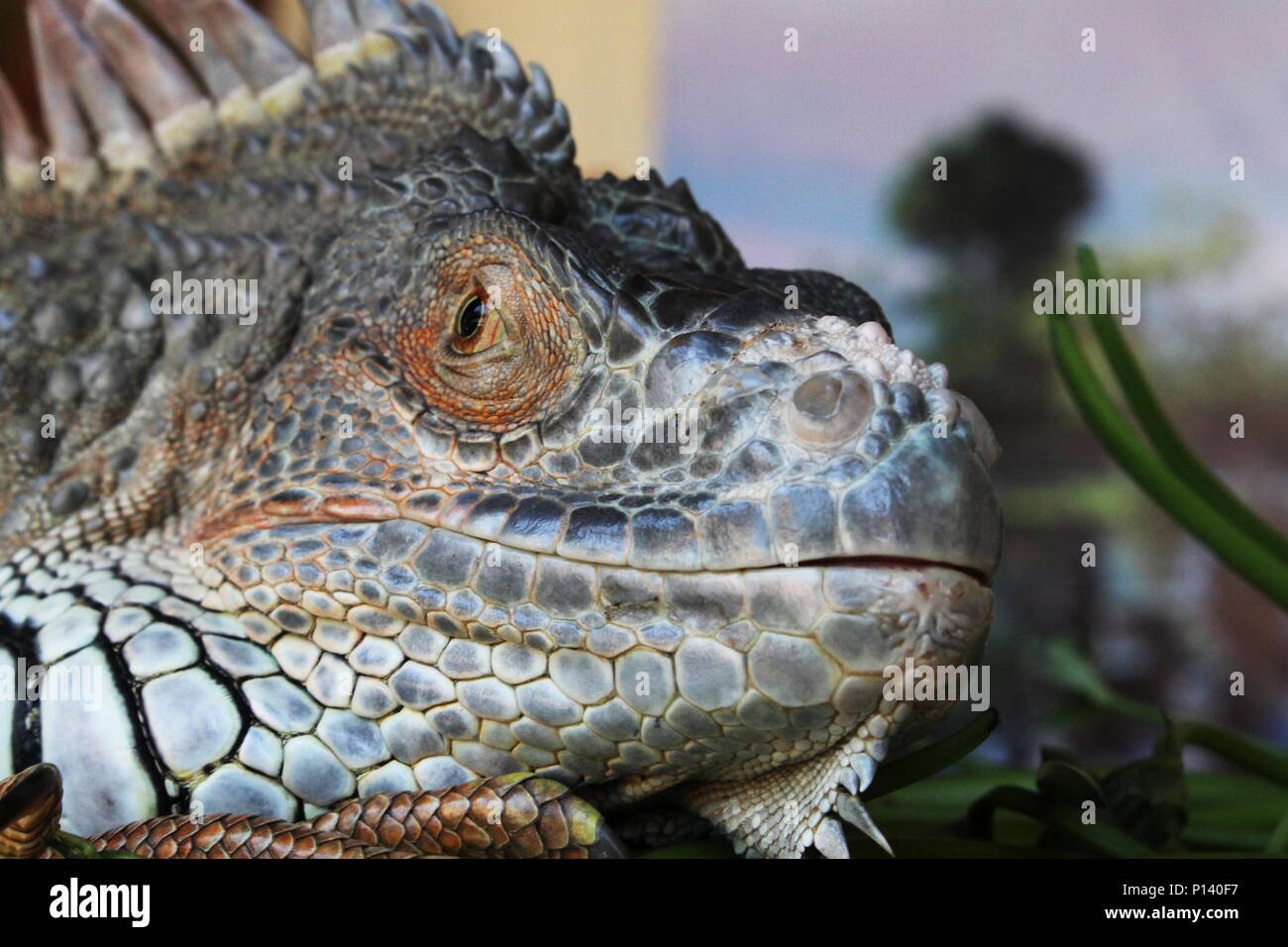 Lizard bali indonesia hi-res stock photography and images - Alamy