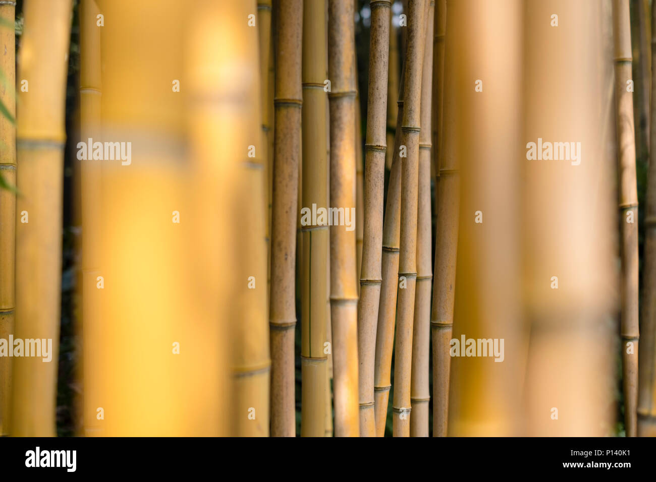 branches of brown bamboo forest on a bright day background Stock Photo ...