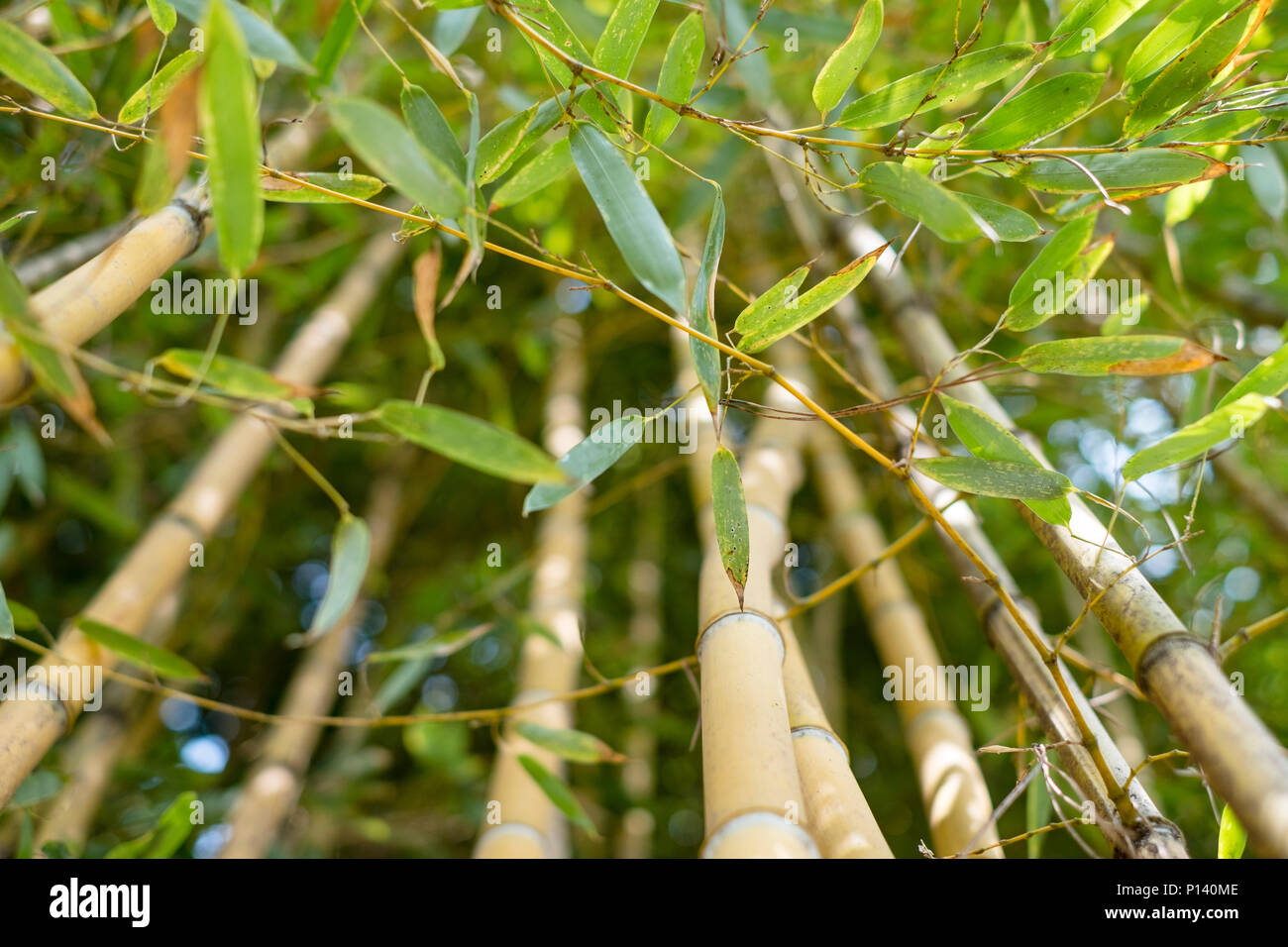 branches of bamboo forest on a bright day background Stock Photo - Alamy