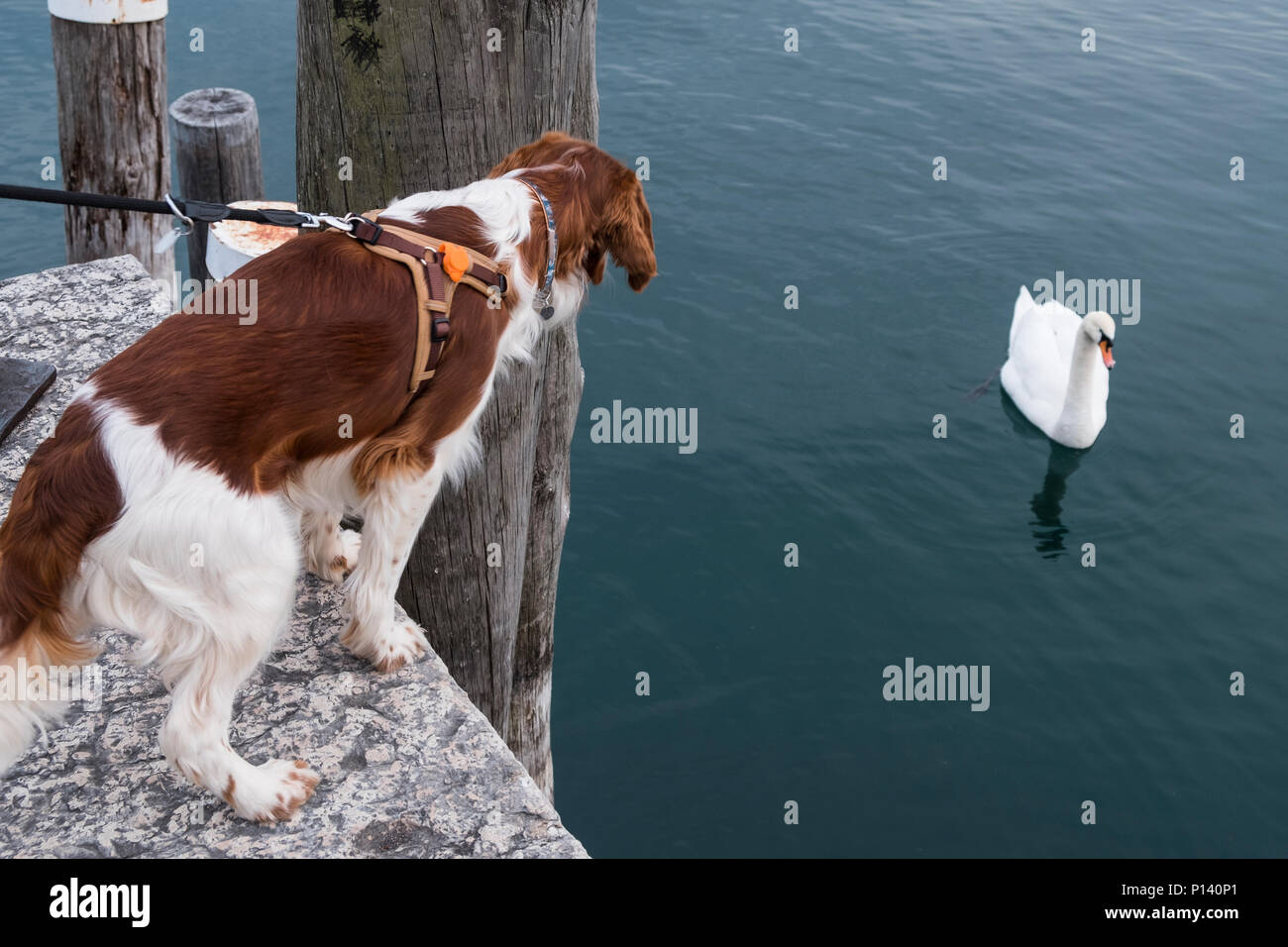 Springer stone hi-res stock photography and images - Alamy