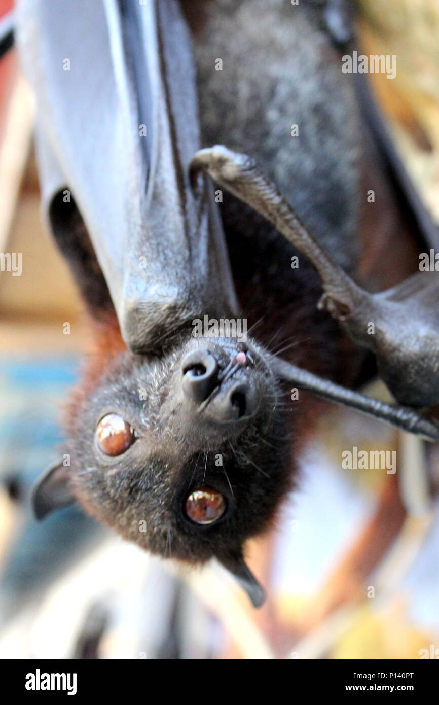 Fruit bat indonesia hi-res stock photography and images - Alamy