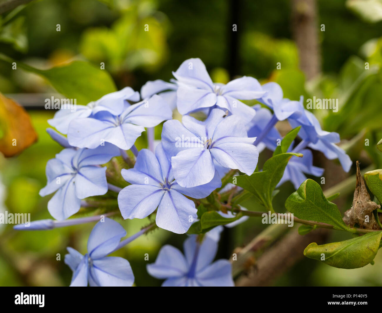 Pale blue flowers of the tender Cape figwort, Plumbago capensis, a ...