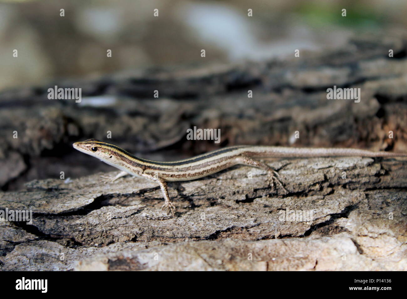 Striped lizard on tree hi-res stock photography and images - Alamy