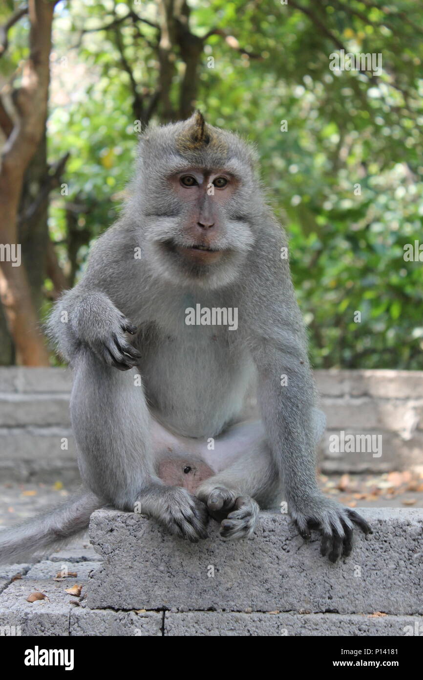 Monkey at the Sacred Monkey Forest Sanctuary in Ubud, Bali, Indonesia ...