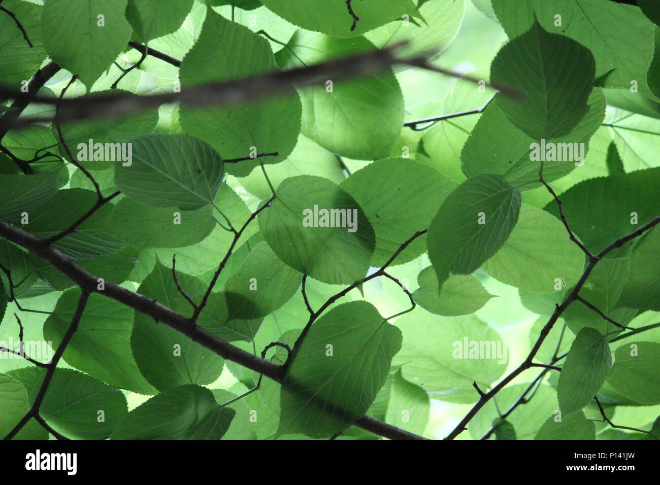 Looking upwards at branches hi-res stock photography and images - Alamy