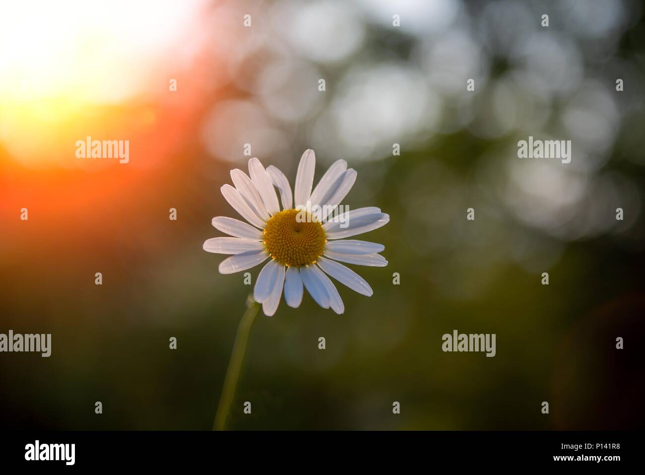 daisy in field of grass in spring Stock Photo - Alamy