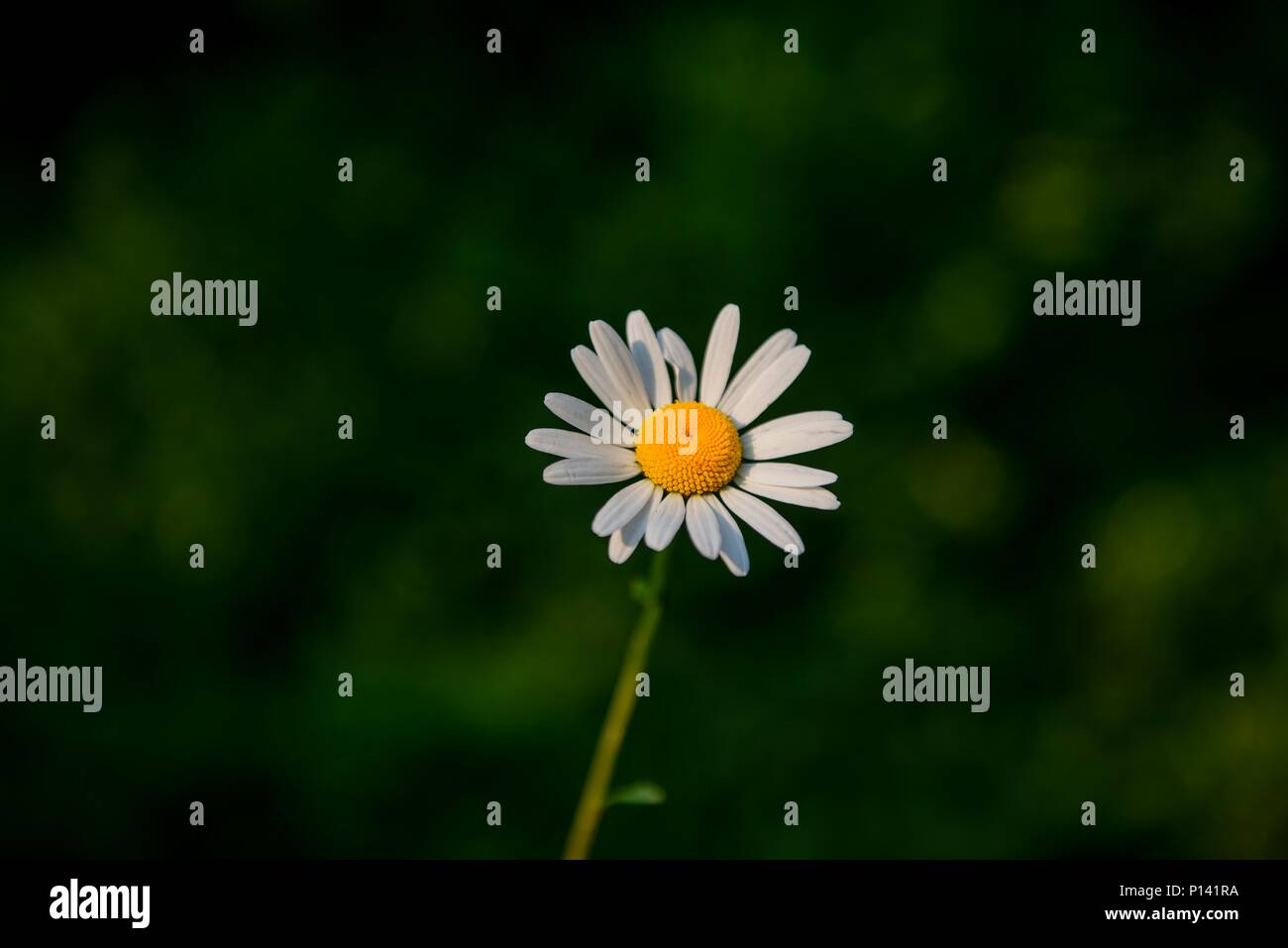 daisy in field of grass in spring Stock Photo - Alamy