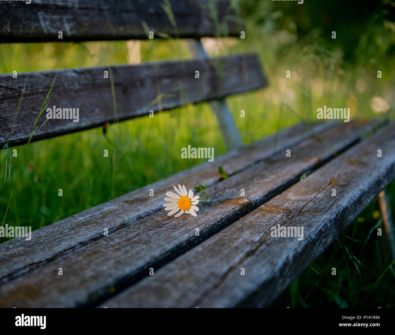 Daisy bench hi-res stock photography and images - Alamy