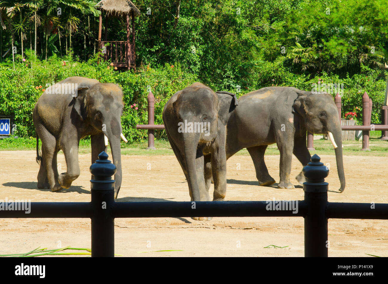 Thai elephants in farm Stock Photo - Alamy
