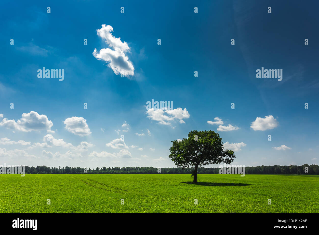 Field,tree and blue sky Stock Photo - Alamy