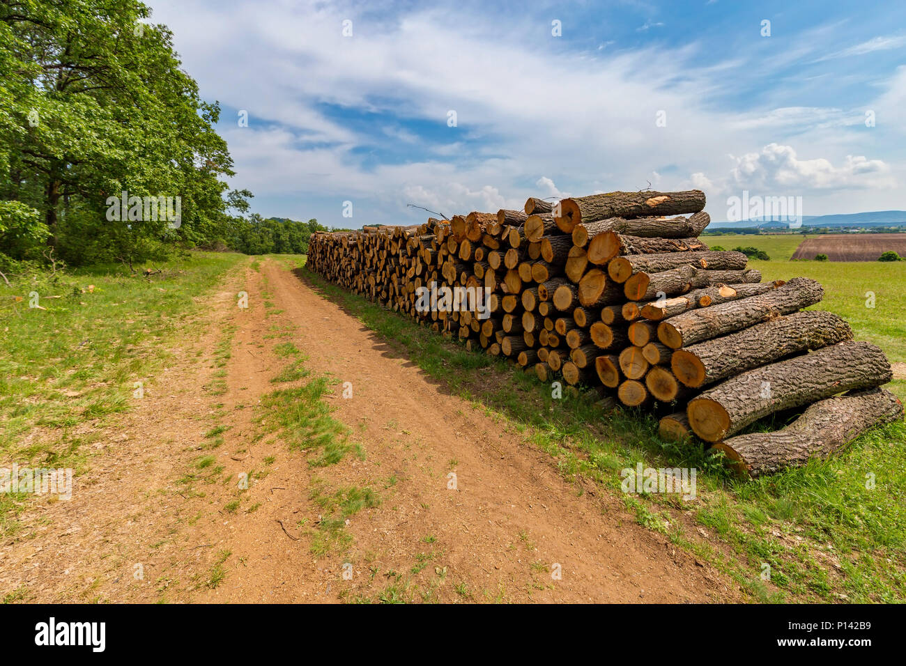 Big pile of oak wood in a forest Stock Photo - Alamy