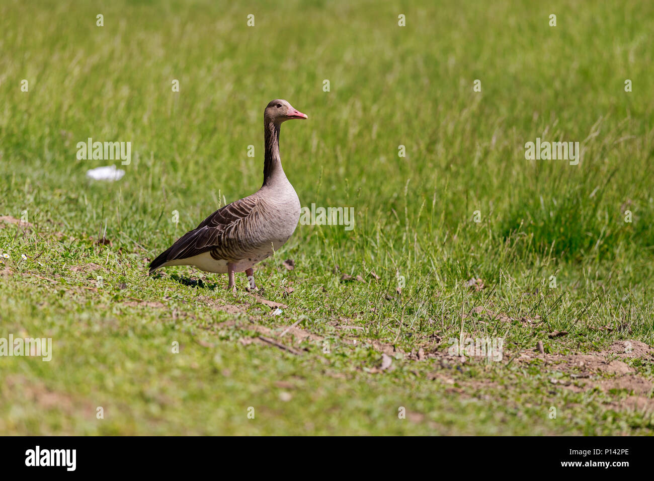Nice goose portrait in a Austrian village Rust, in protected national ...
