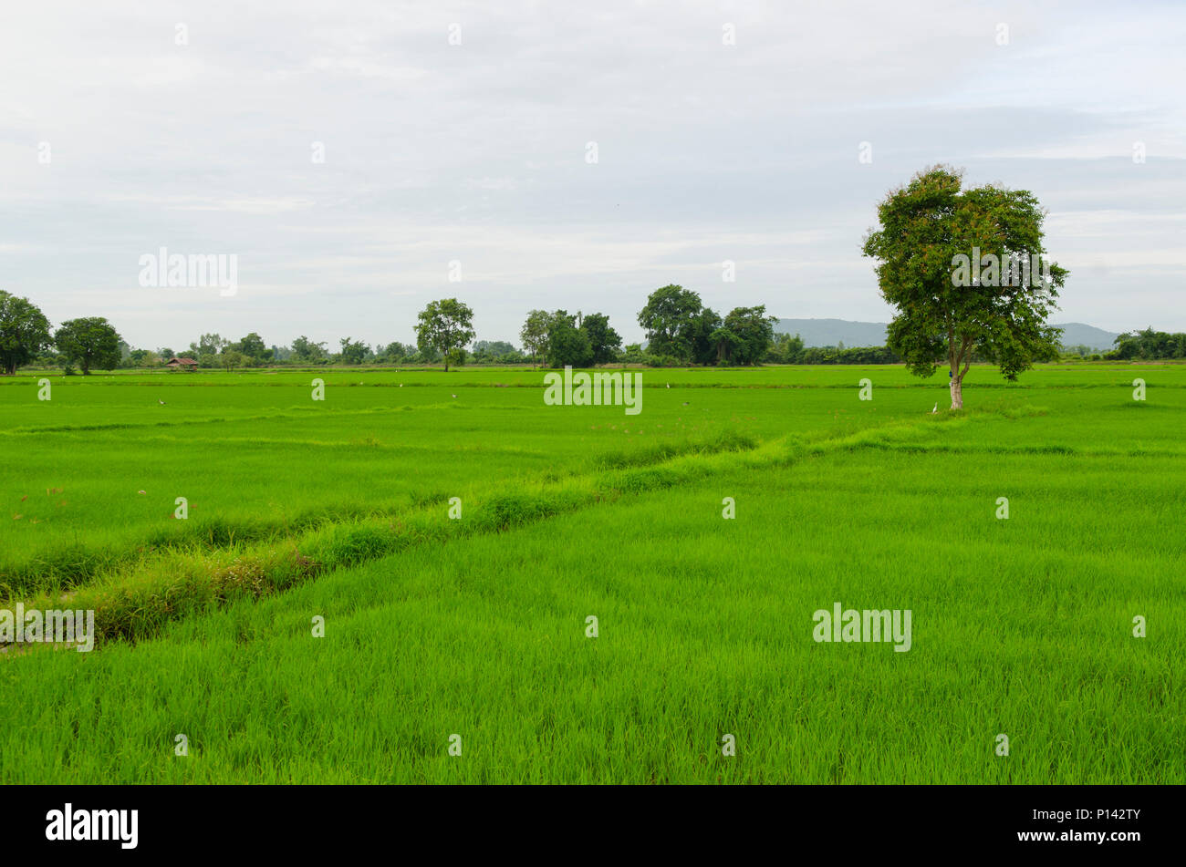 rice plant in rice field Stock Photo - Alamy