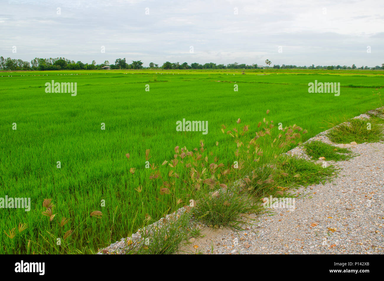 rice plant in rice field Stock Photo - Alamy