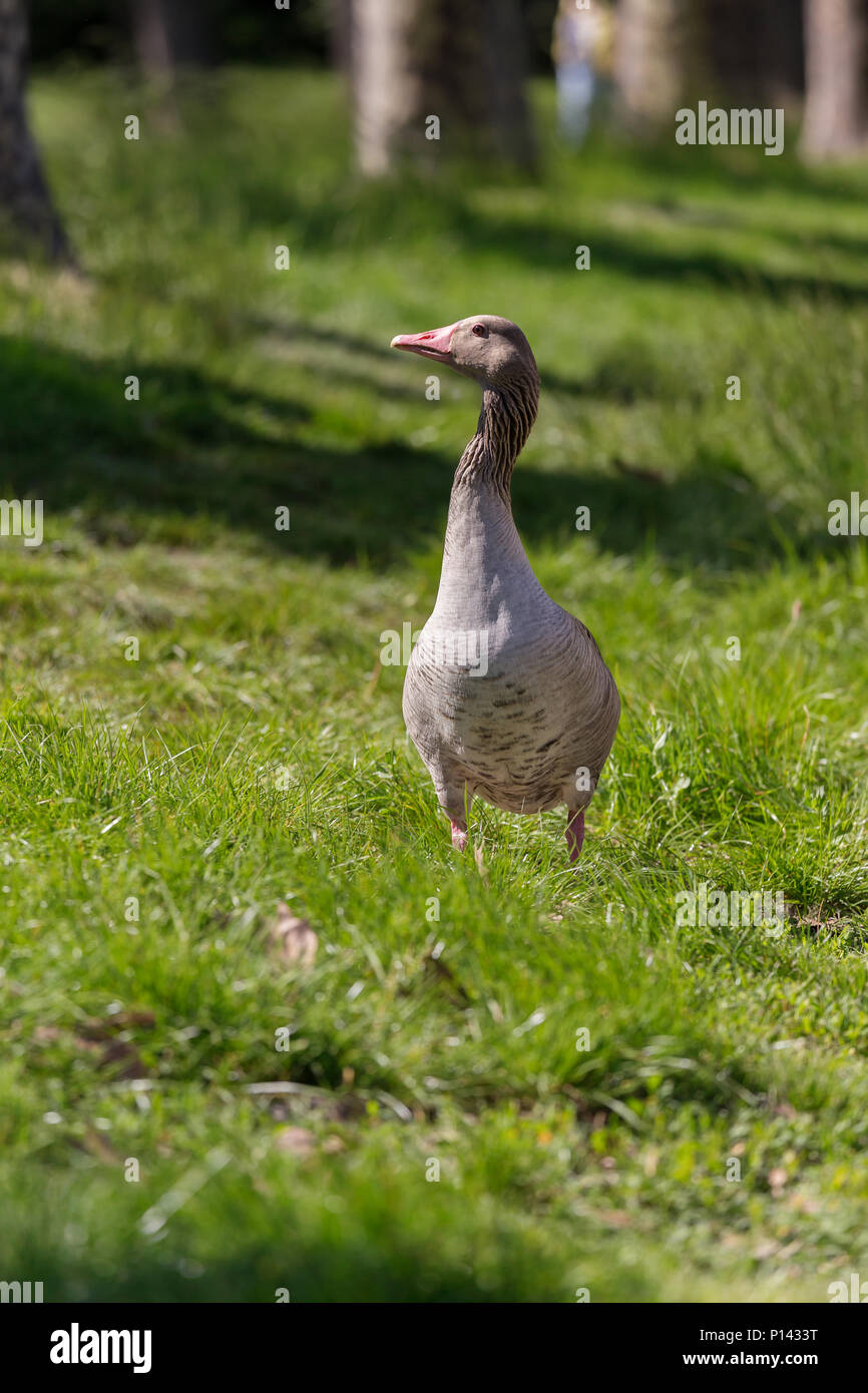 Nice goose portrait in a Austrian village Rust, in protected national ...