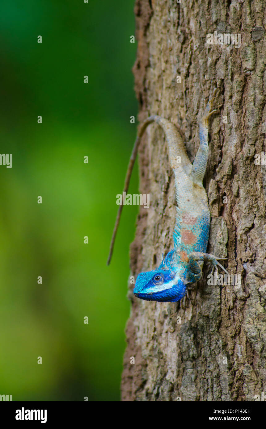 Blue Lizard with big eyes in closed up details, like small reptile with ...