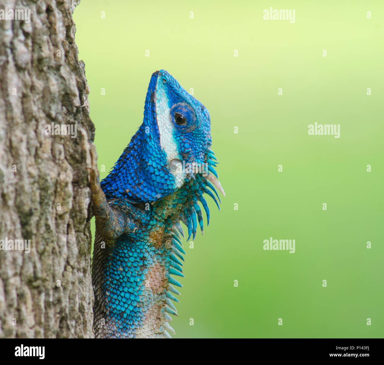 Blue Crested Lizard Stock Photos & Blue Crested Lizard Stock Images - Alamy