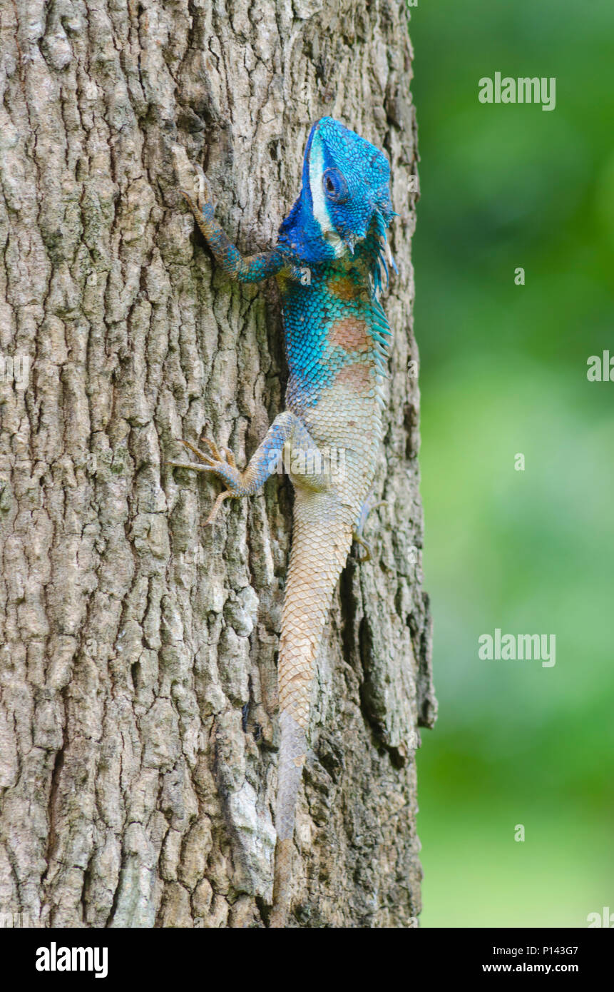 Blue Lizard with big eyes in closed up details, like small reptile with ...