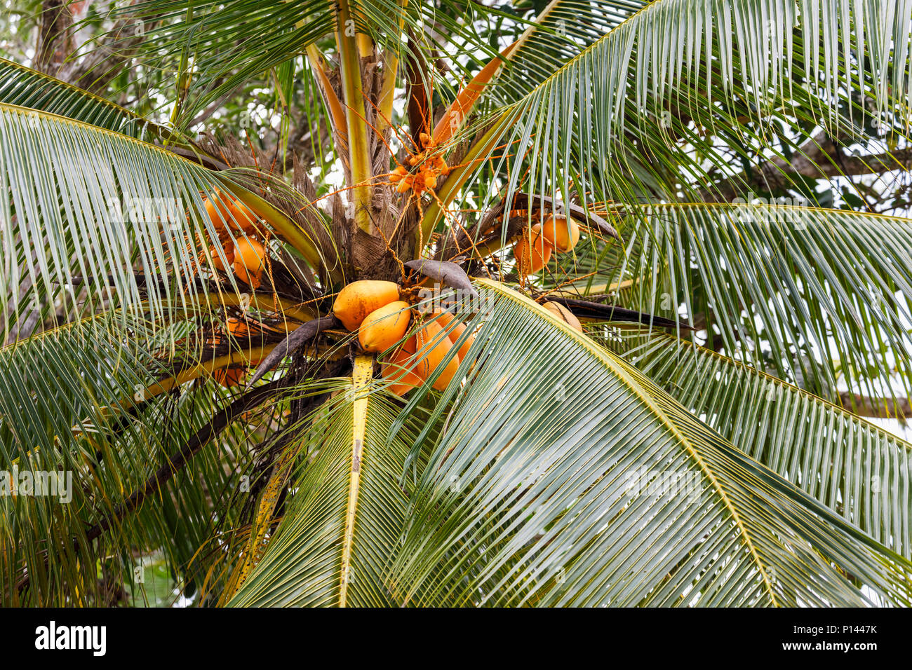 Cluster of yellow king coconuts (Cocos nucifera) native to Sri Lanka ...
