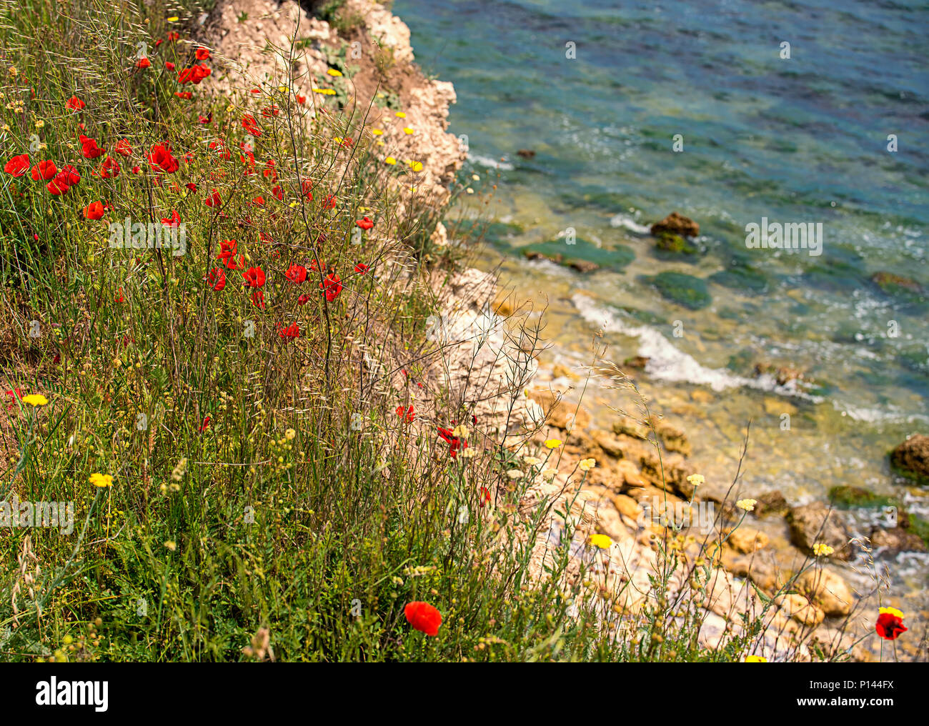 Poppies by the sea.Beautiful Seascape Stock Photo - Alamy