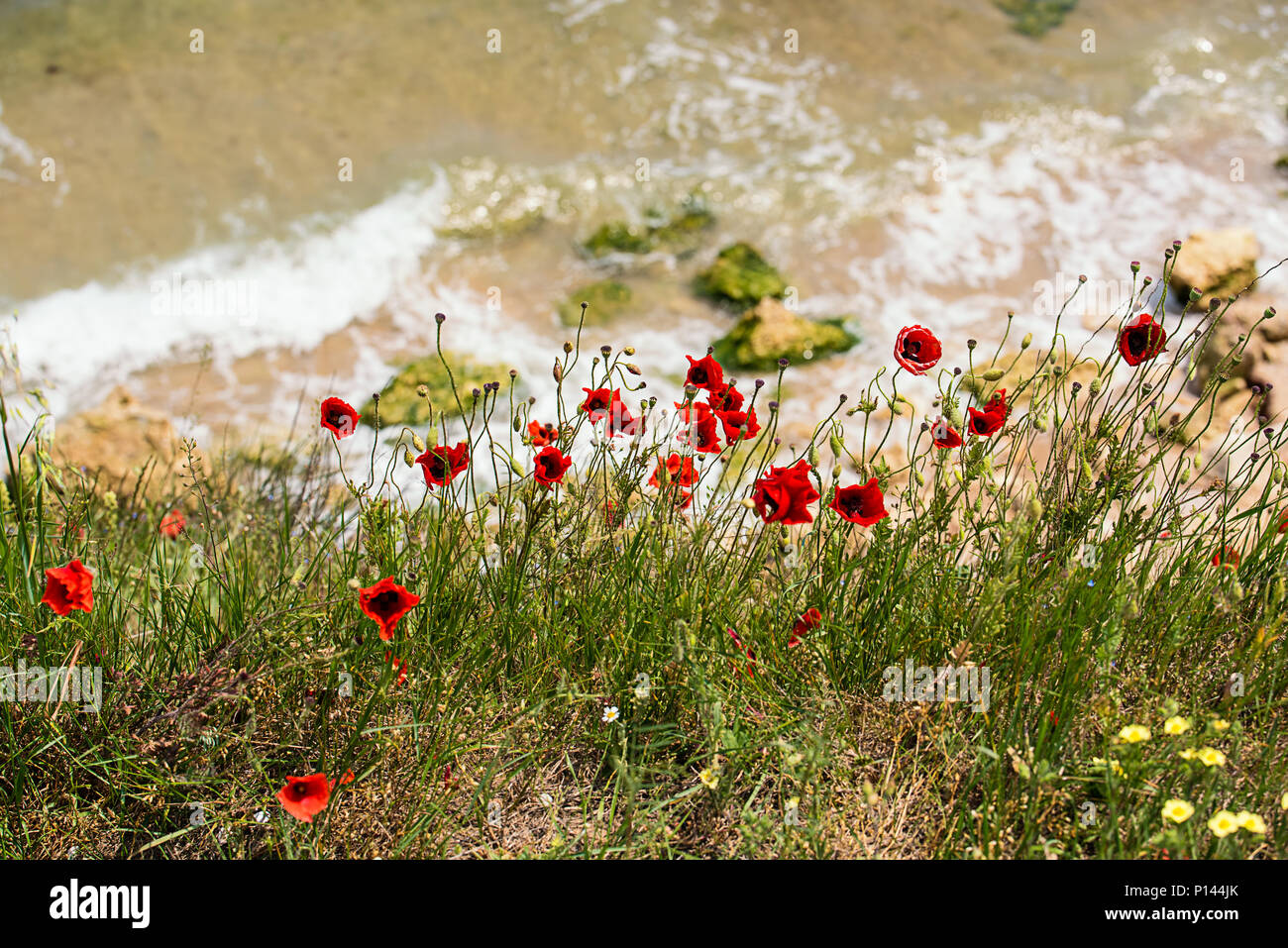 Poppies by the sea.Beautiful Seascape Stock Photo - Alamy