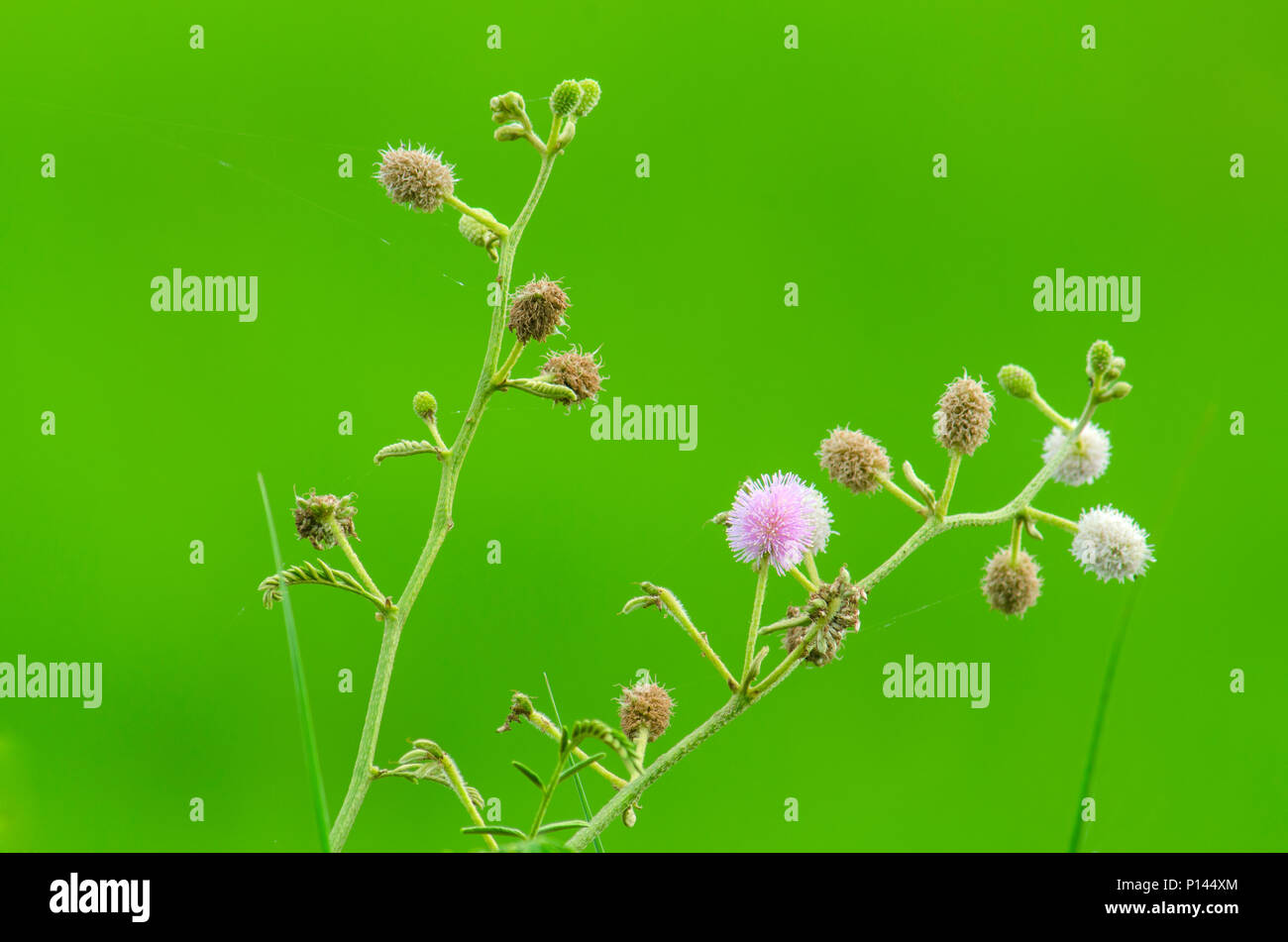 flower in green rice field Stock Photo - Alamy