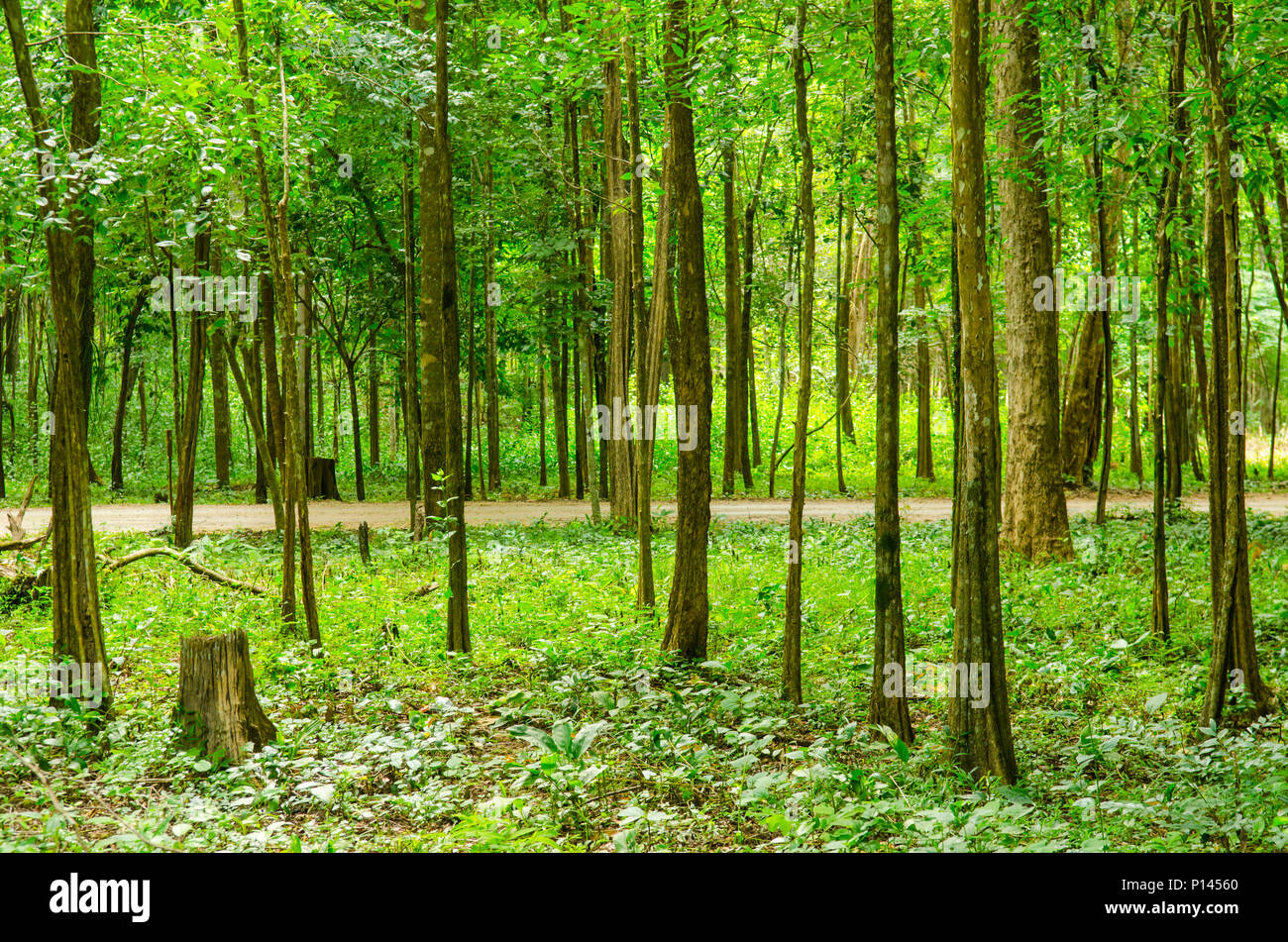 beautiful green forest in summer Stock Photo - Alamy