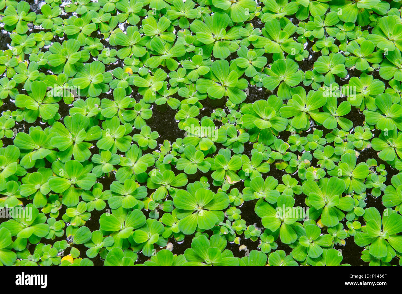 Beautiful green floating water lettuce, Pistia stratiotes Stock Photo ...