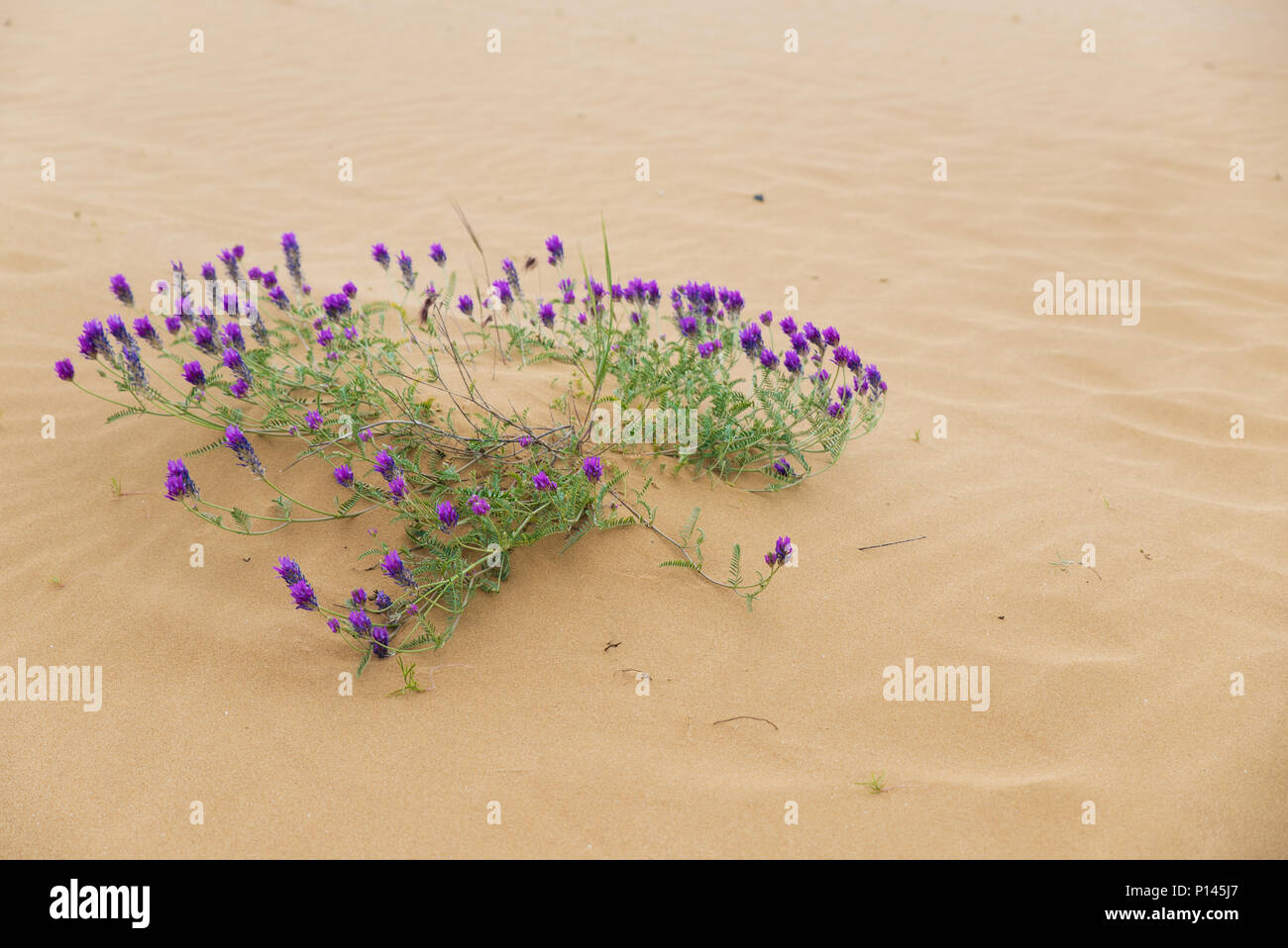 Desert flowers qatar hi-res stock photography and images - Alamy